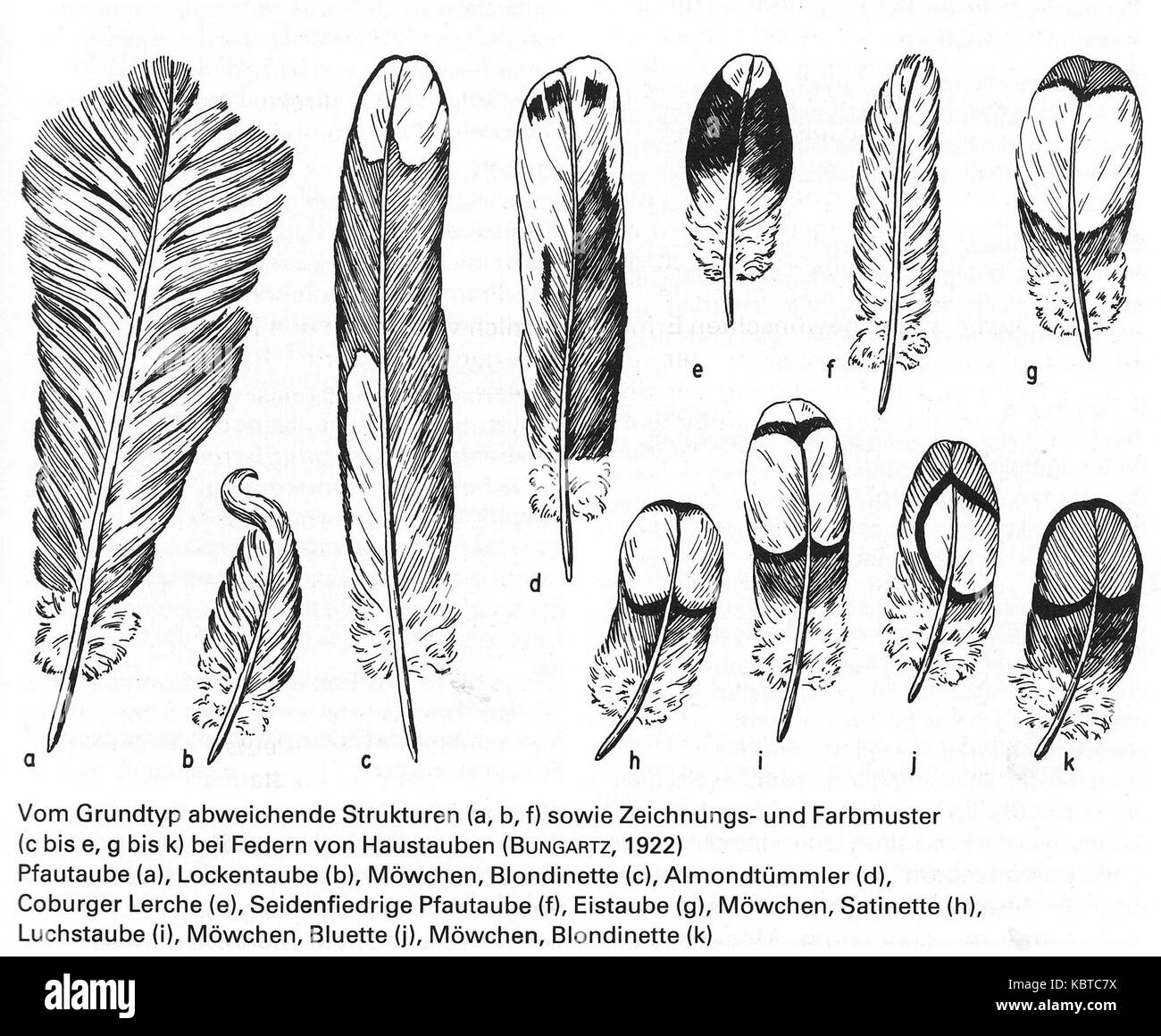 Die Taube, 1984, 0027 Stock Photo - Alamy