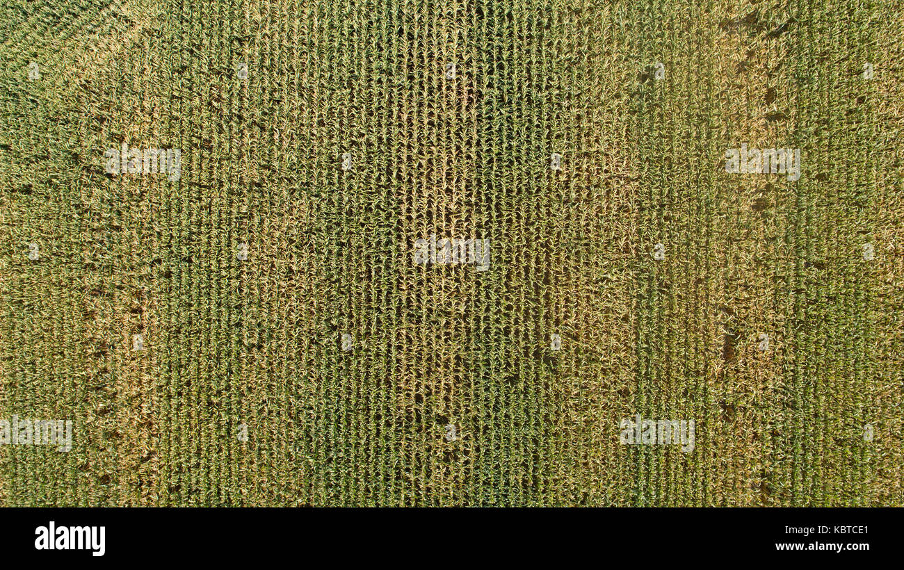 Corn field aerial hi-res stock photography and images - Alamy