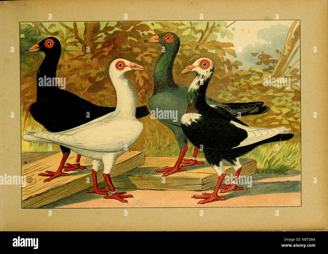 Schachtzabel 1906 Tafel 12 Stock Photo - Alamy