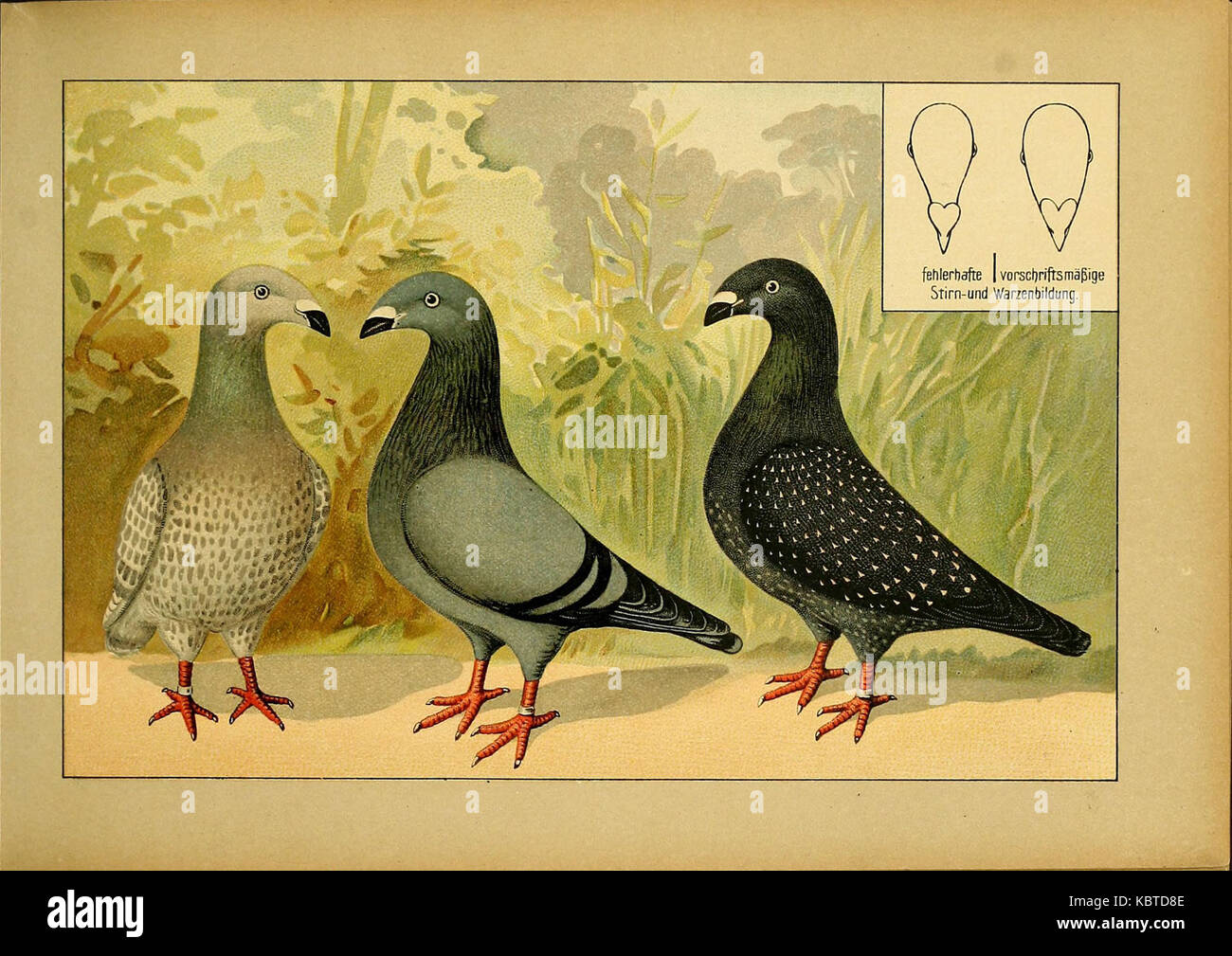 Schachtzabel 1906 Tafel 14 Stock Photo - Alamy