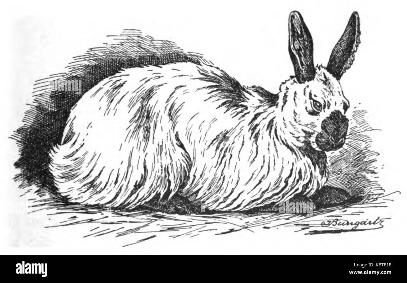 Angora from rabbits Black and White Stock Photos & Images - Alamy