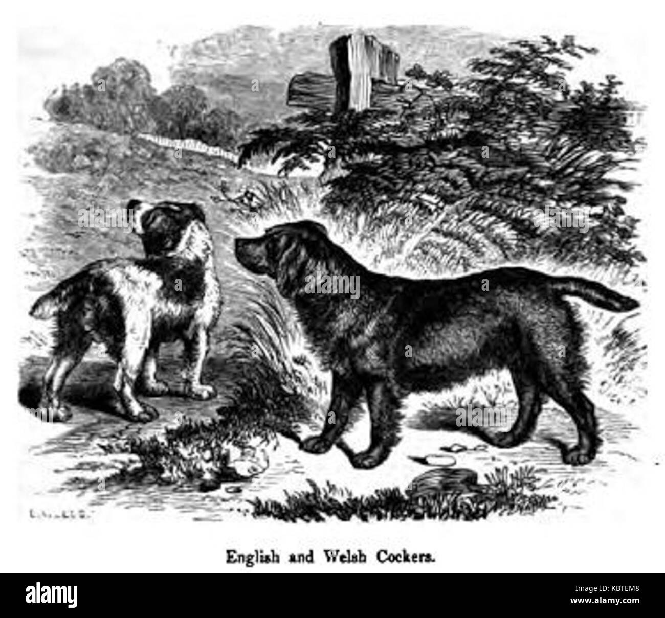 Working cocker spaniel dogs Black and White Stock Photos & Images - Alamy