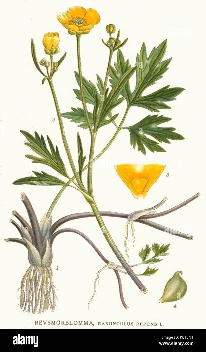 160 Ranunculus repens Stock Photo - Alamy