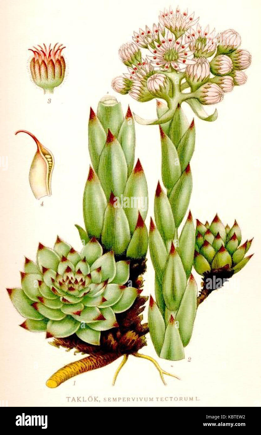 Sempervivum tectorum succulent hi-res stock photography and images - Alamy