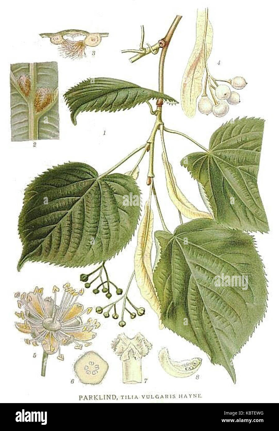 Tilia illustration hi-res stock photography and images - Alamy