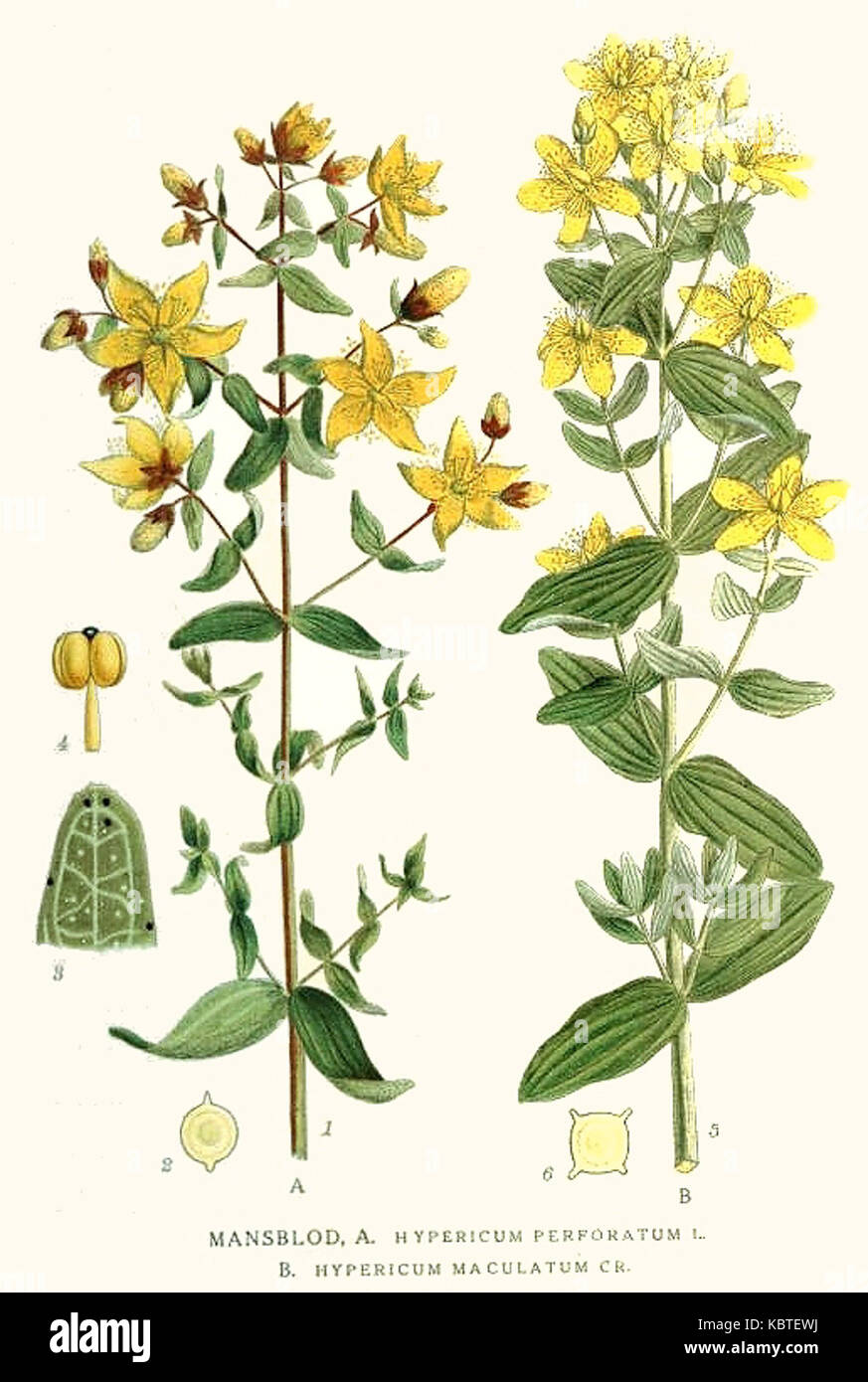 Hypericum perforatum illustration hi-res stock photography and images ...