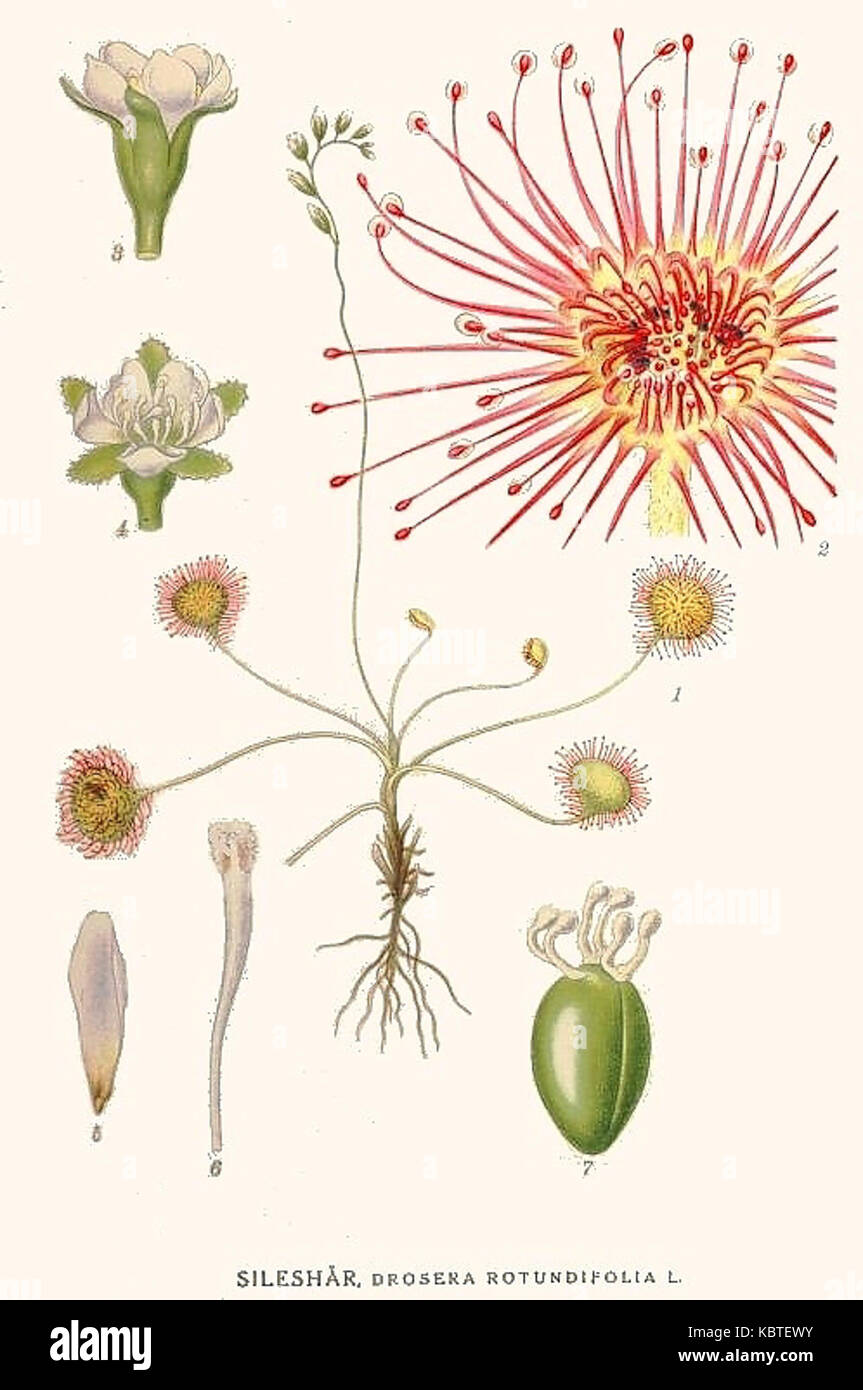 Drosera drawing hi-res stock photography and images - Alamy
