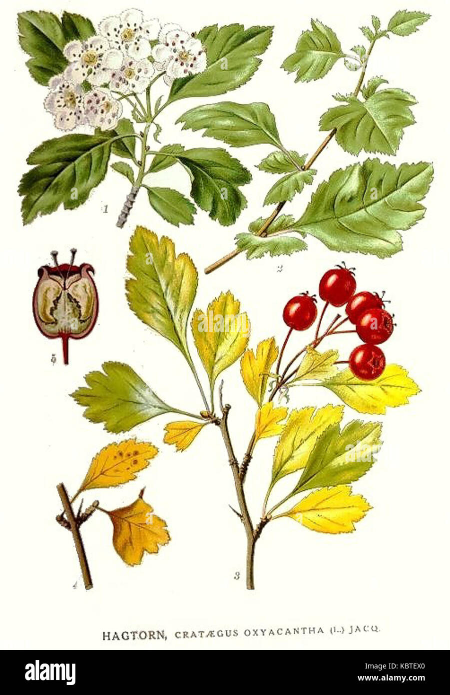 286 Crataegus oxyacantha Stock Photo - Alamy