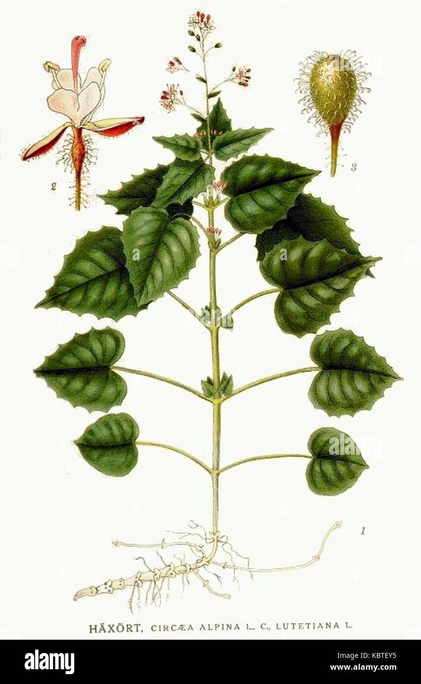 Circaea alpina hi-res stock photography and images - Alamy