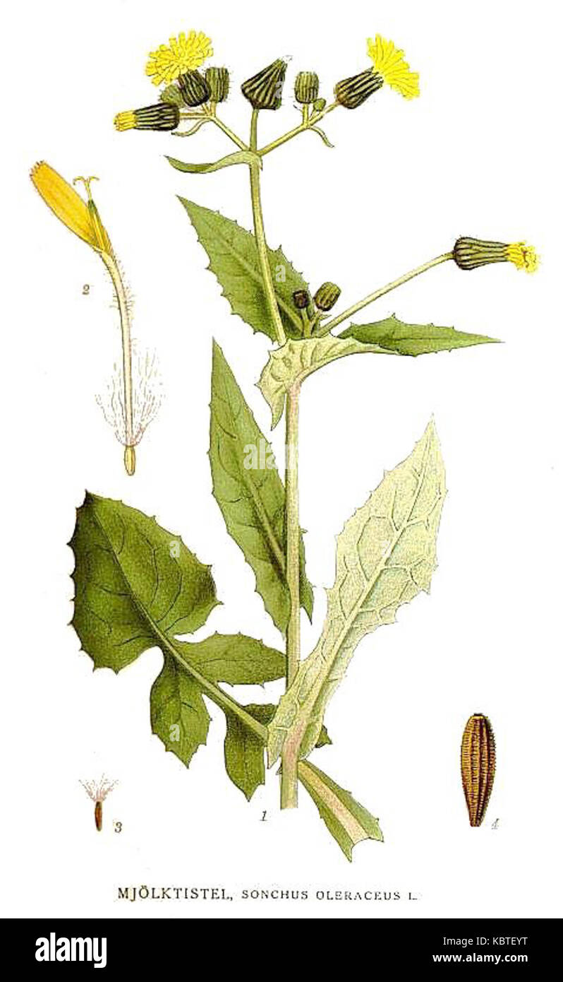 46 Sonchus oleraceus Stock Photo - Alamy
