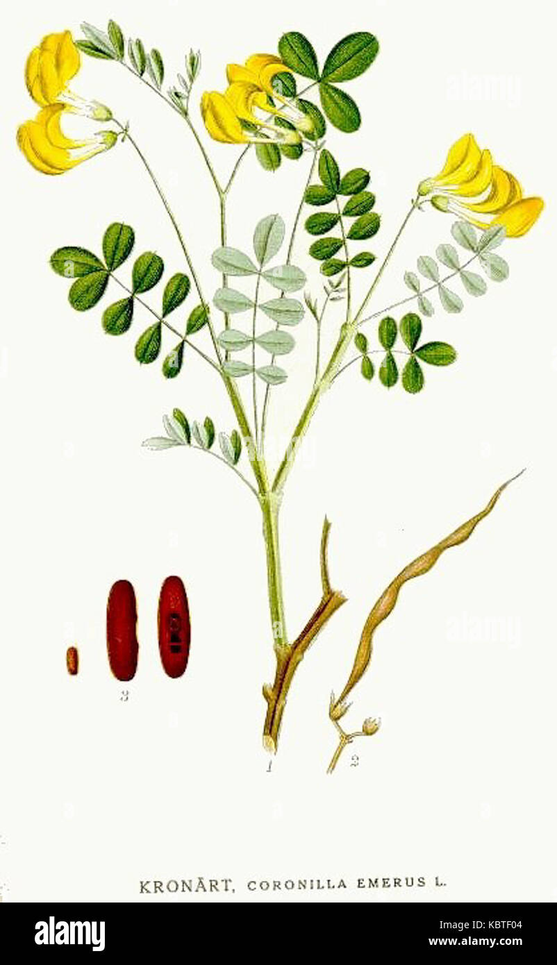 323 Coronilla emerus Stock Photo - Alamy