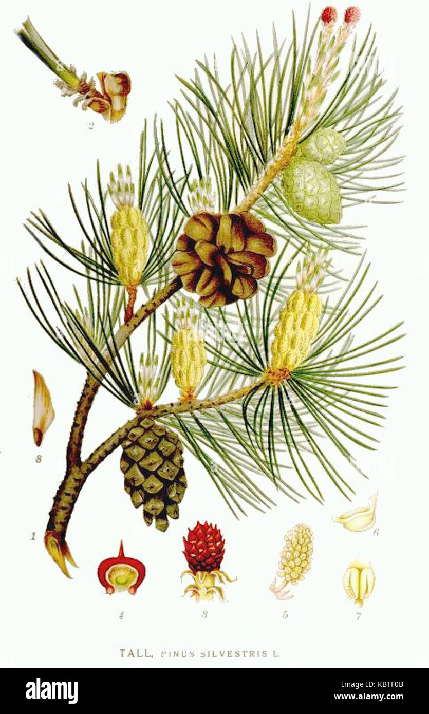 Botany trees scots pine hi-res stock photography and images - Alamy