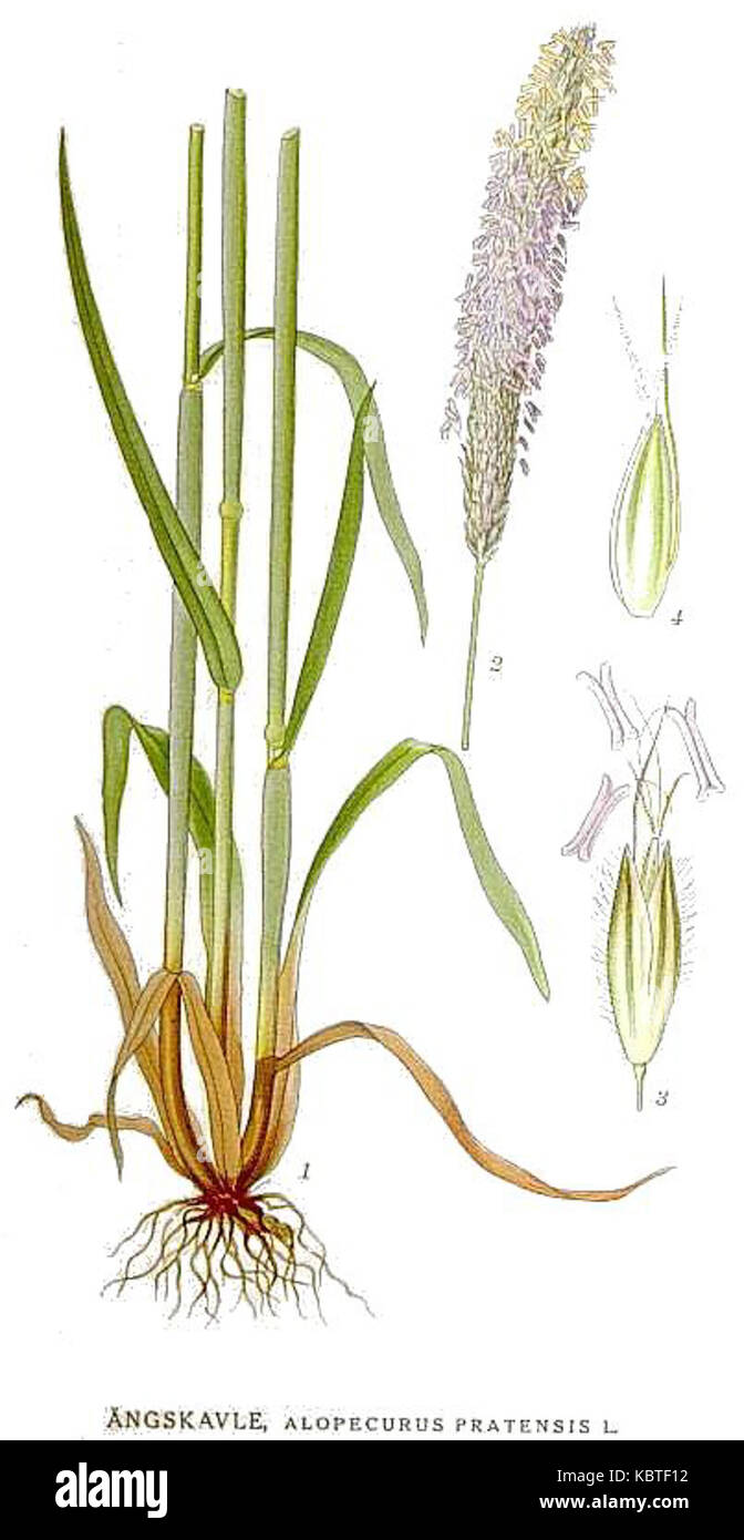 Meadow foxtail (alopecurus pratensis) hi-res stock photography and ...