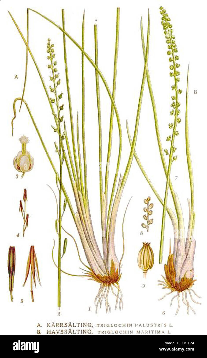 486 Triglochin maritima, Triglochin palustris Stock Photo - Alamy