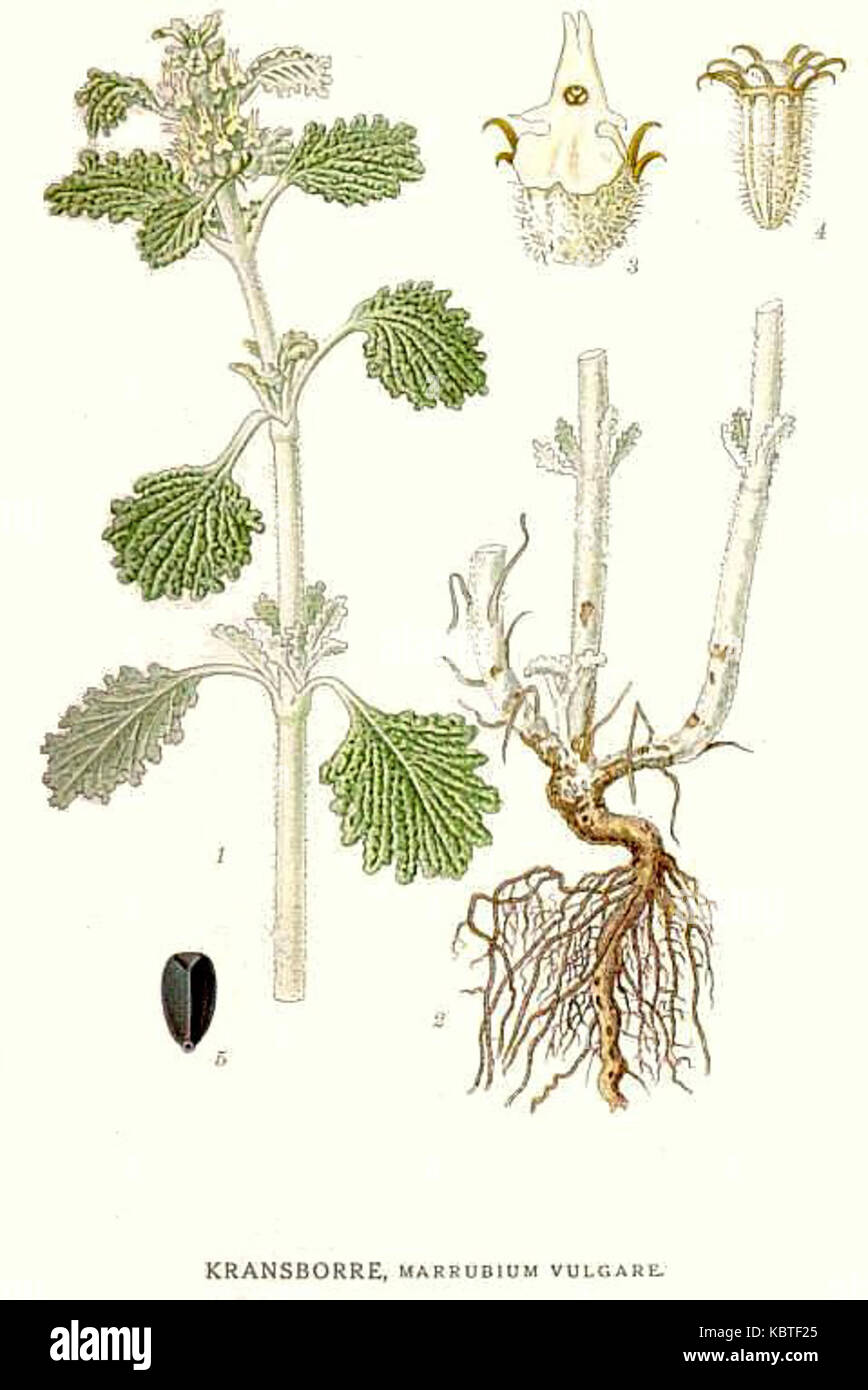 573 Marrubium vulgare Stock Photo - Alamy