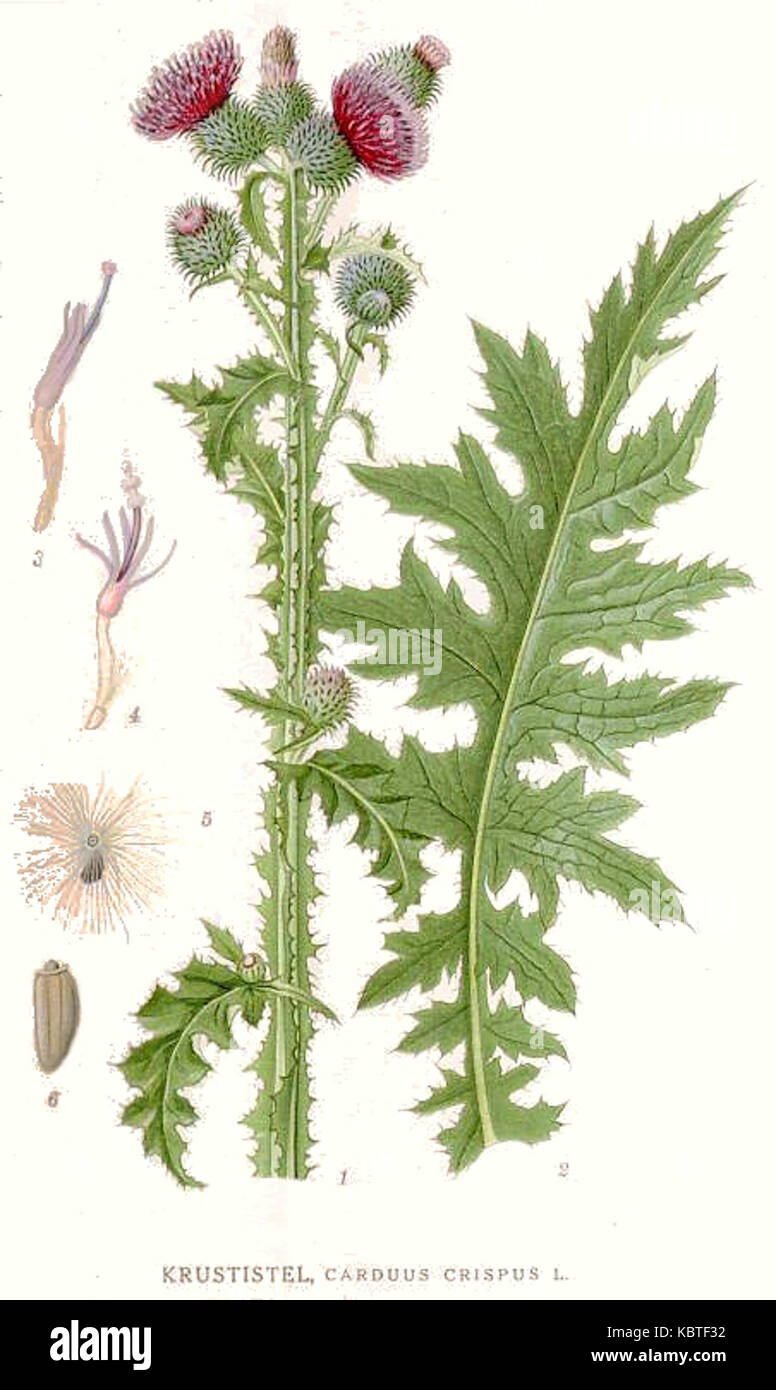 Carduus illustration hi-res stock photography and images - Alamy