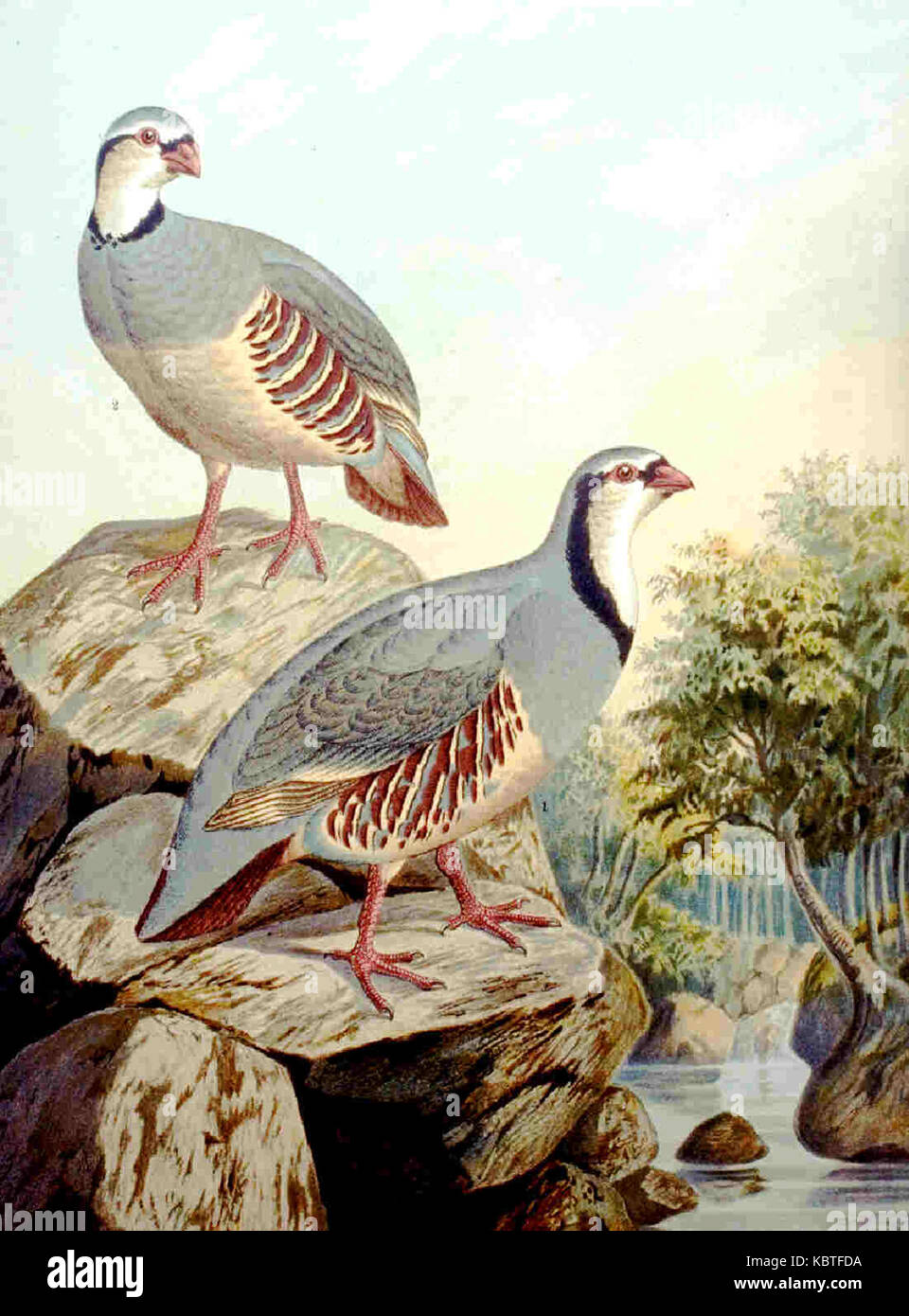 Alectoris graeca, commonly known as the Greek partridge, is a bird ...