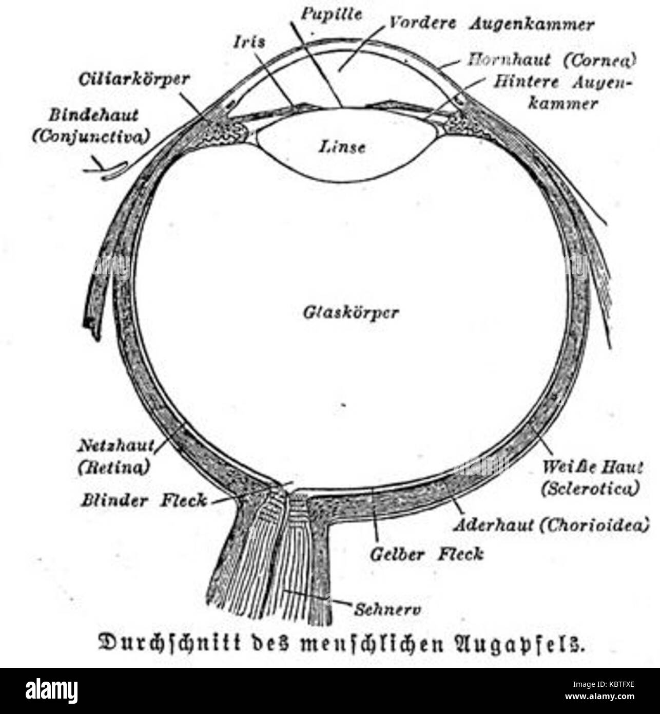 Ocular anatomy Black and White Stock Photos & Images - Alamy
