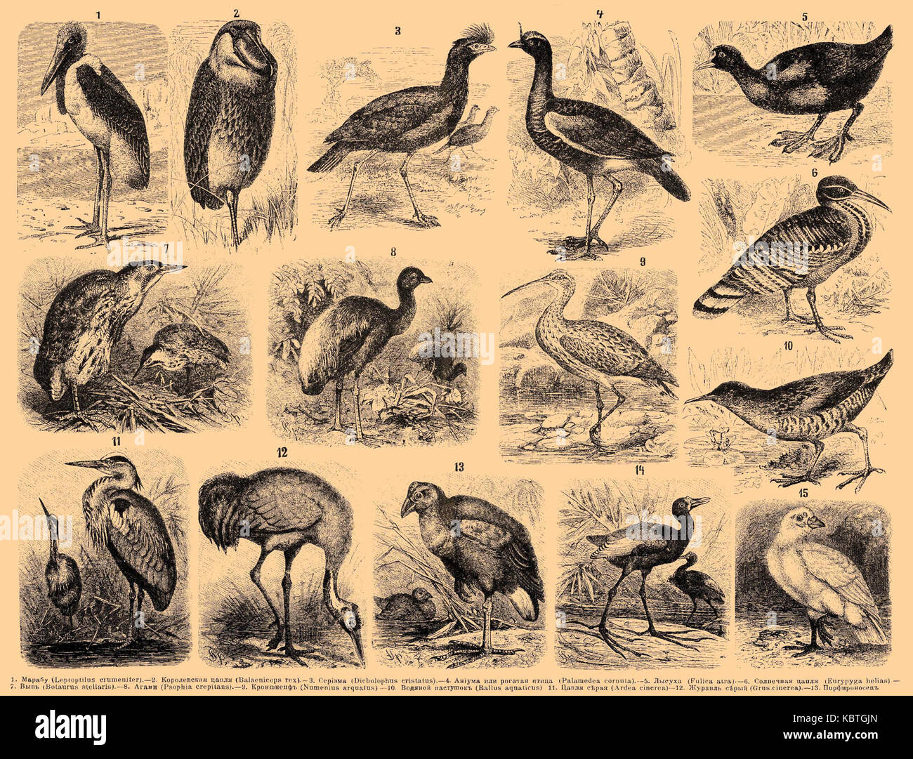 B17 line drawing hi-res stock photography and images - Alamy