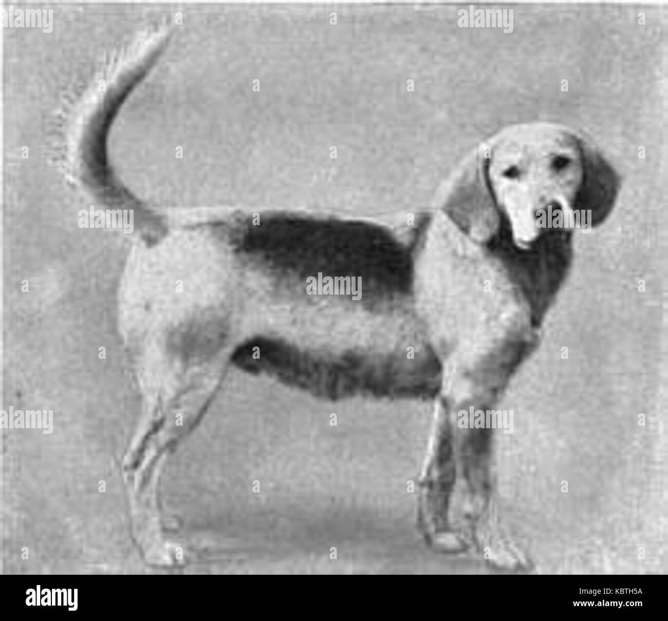 Britannica Dog 28 Stock Photo - Alamy