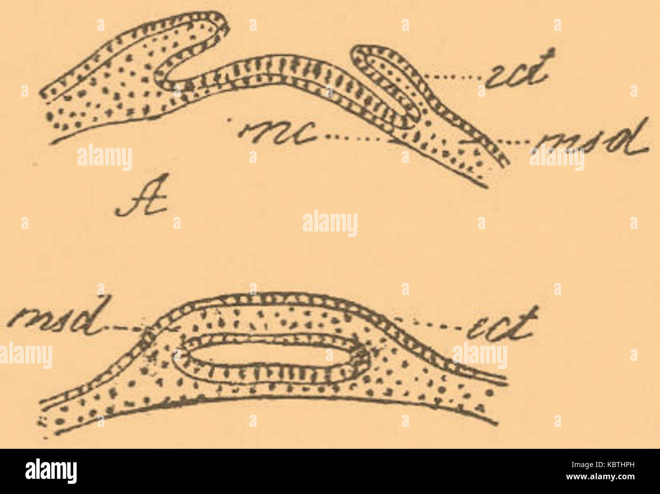 This entry from the Brockhaus Efron dictionary provides insights into ...