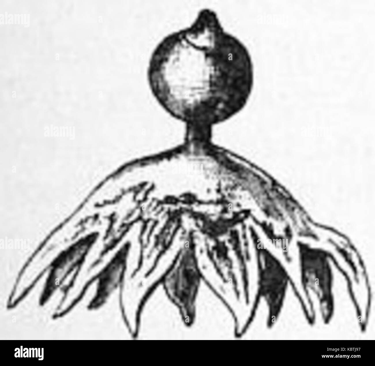 Britannica Earth star Stock Photo - Alamy