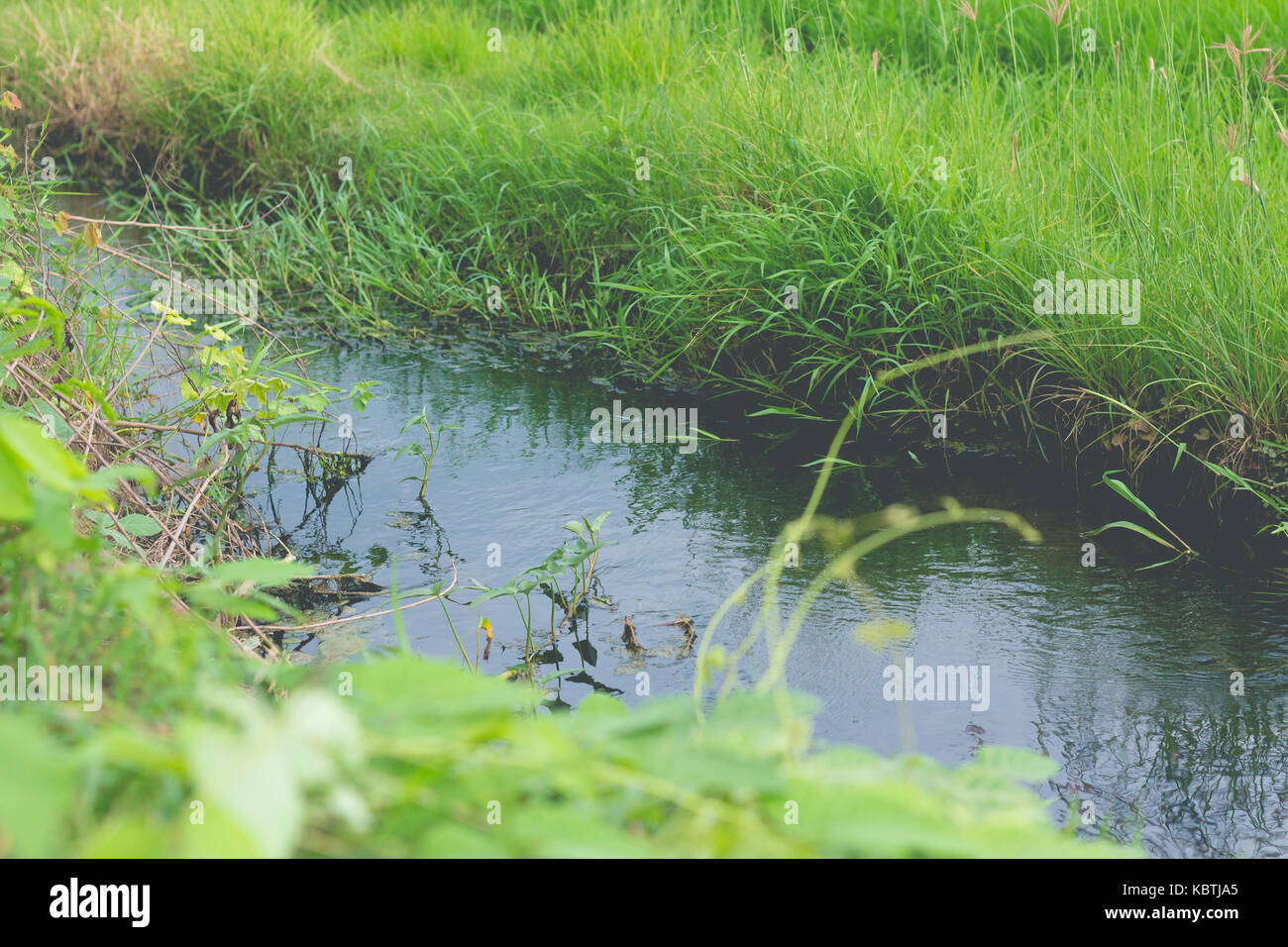 stream of water for agriculture purpose running through the paddy ...