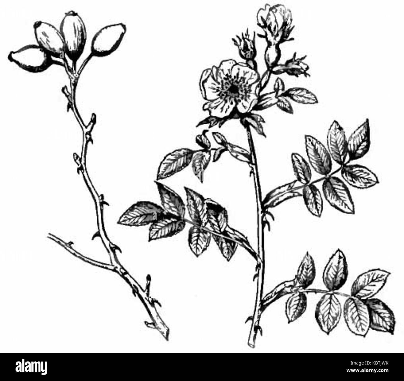 Cultivar breeding Cut Out Stock Images & Pictures - Alamy