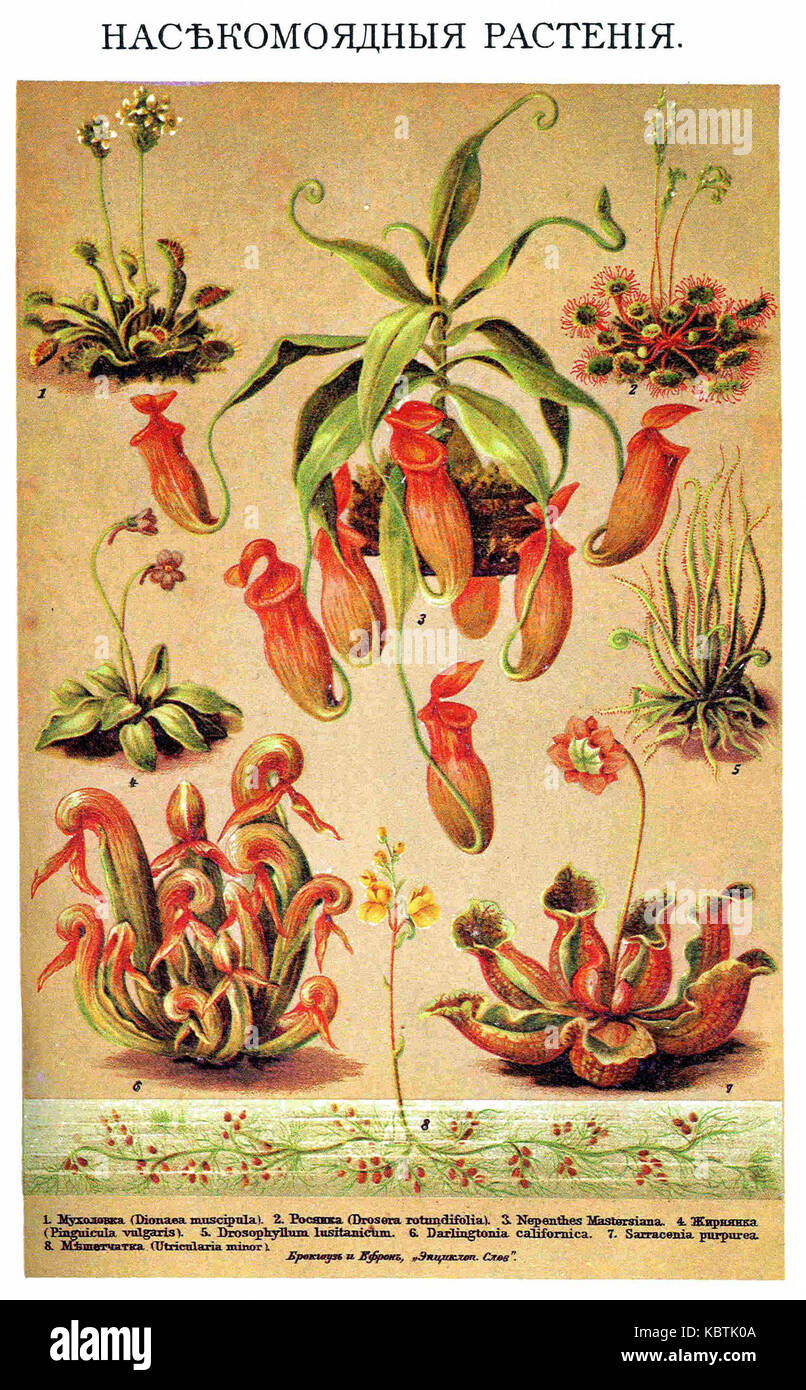 This entry from the Brockhaus and Efron Encyclopedic Dictionary ...