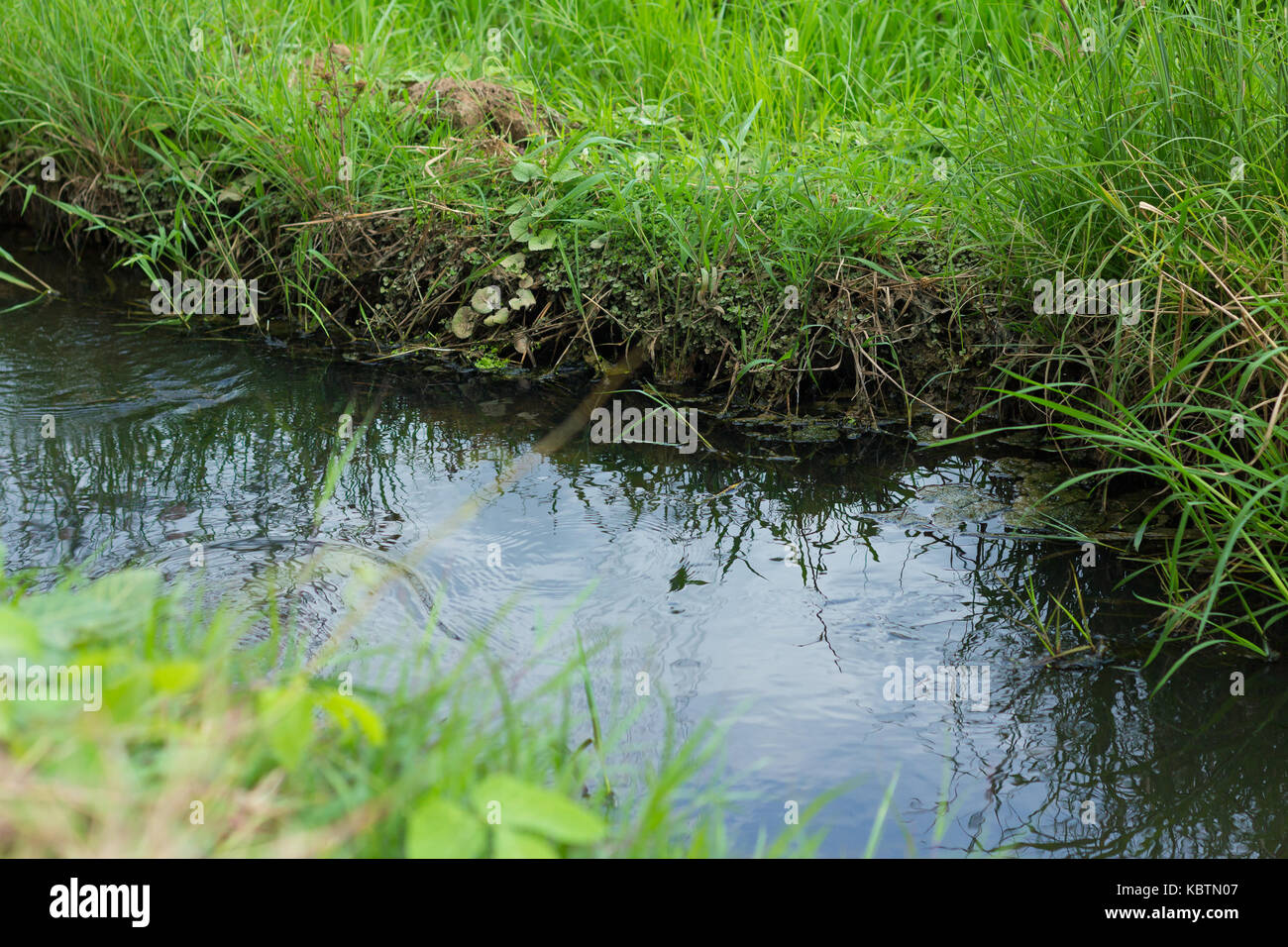 stream of water for agriculture purpose running through the paddy ...