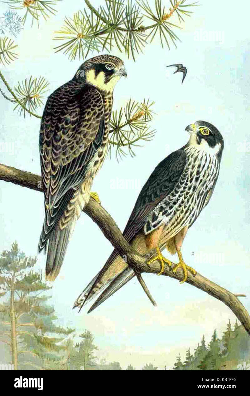 Falco subbuteo NAUMANN Stock Photo - Alamy