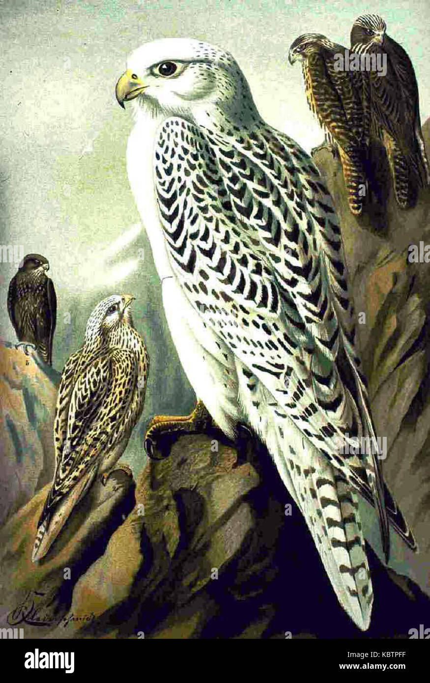 Falco rusticolus NAUMANN Stock Photo - Alamy