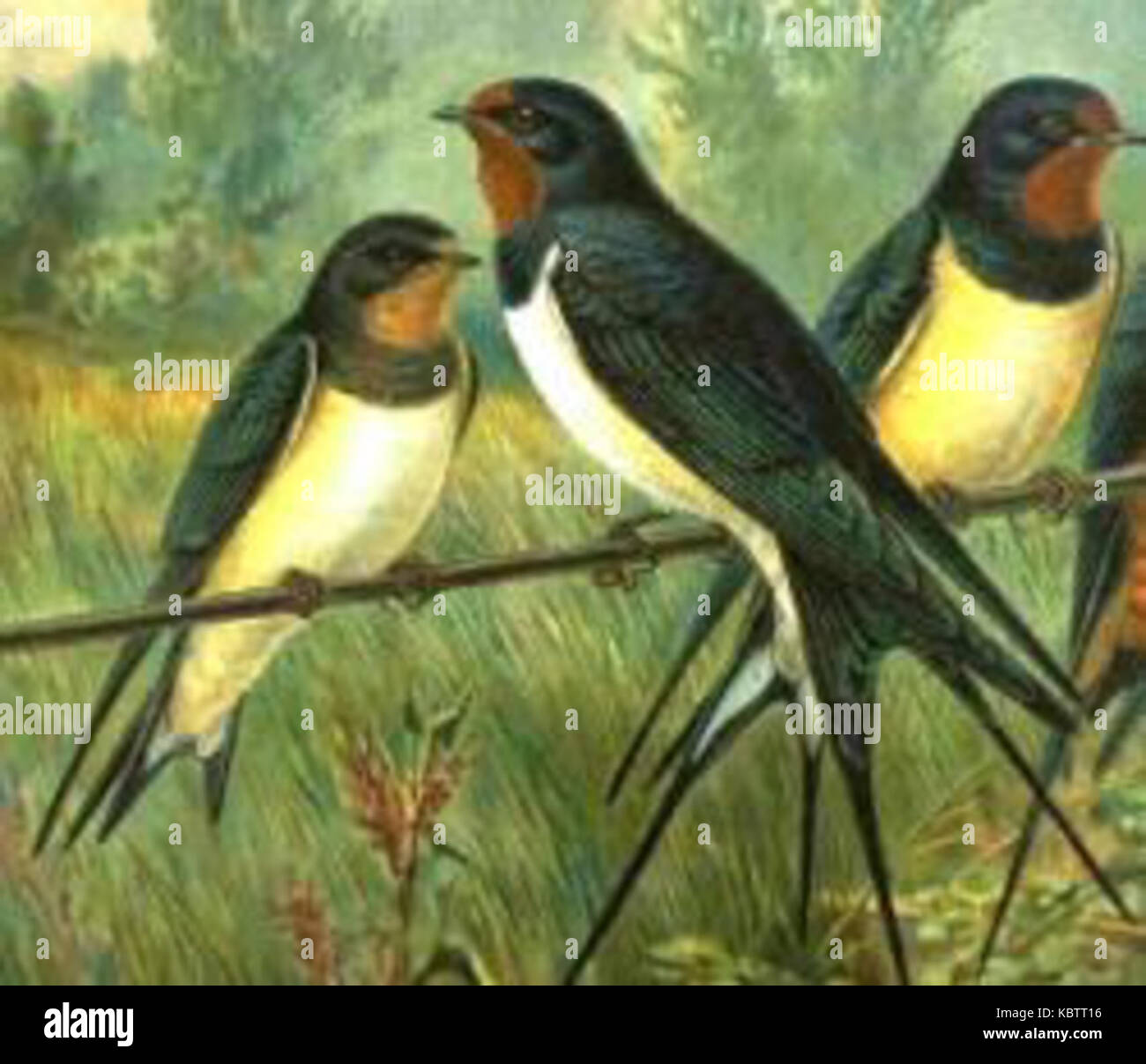 Hirundo rustica naumann Stock Photo - Alamy