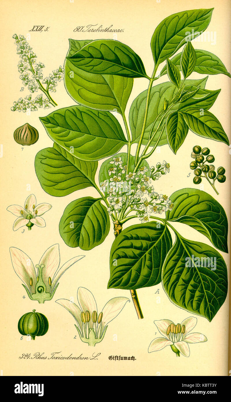 Poison ivy rhus toxicodendron hi-res stock photography and images - Alamy