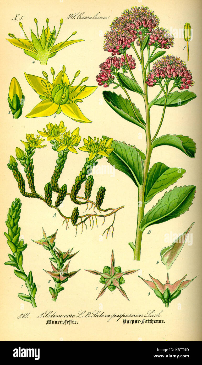 This botanical illustration depicts Sedum telephium, a perennial plant ...
