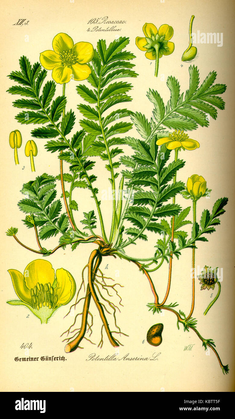 Silverweed botanical illustration hi-res stock photography and images ...