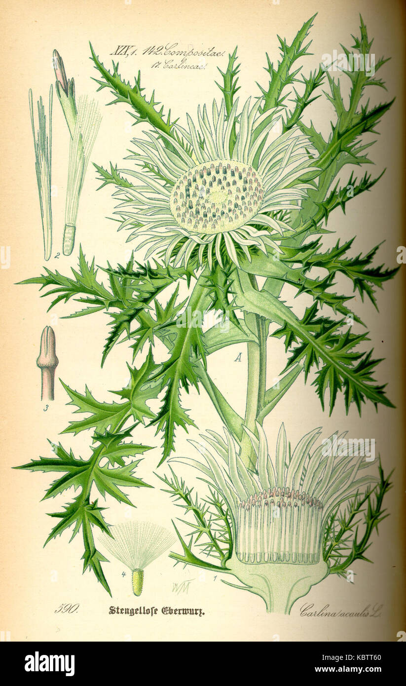 Carlina species hi-res stock photography and images - Alamy