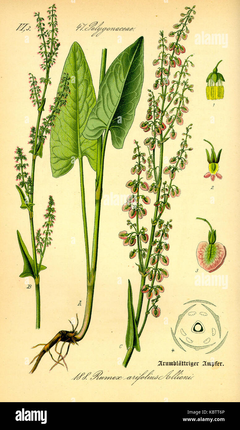 This illustration depicts *Rumex arifolius*, a species of plant in the ...