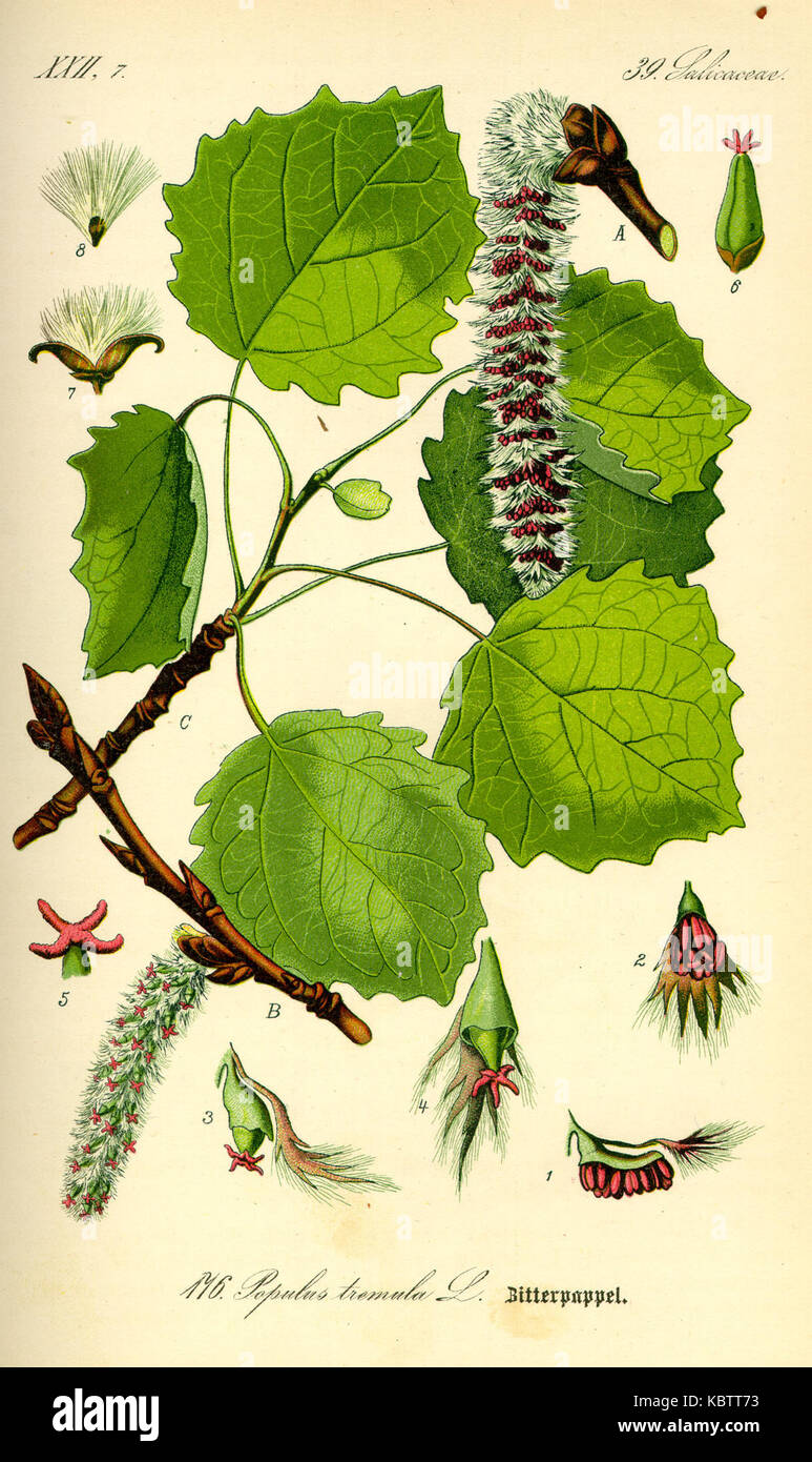 Illustration Populus tremula0 Stock Photo - Alamy
