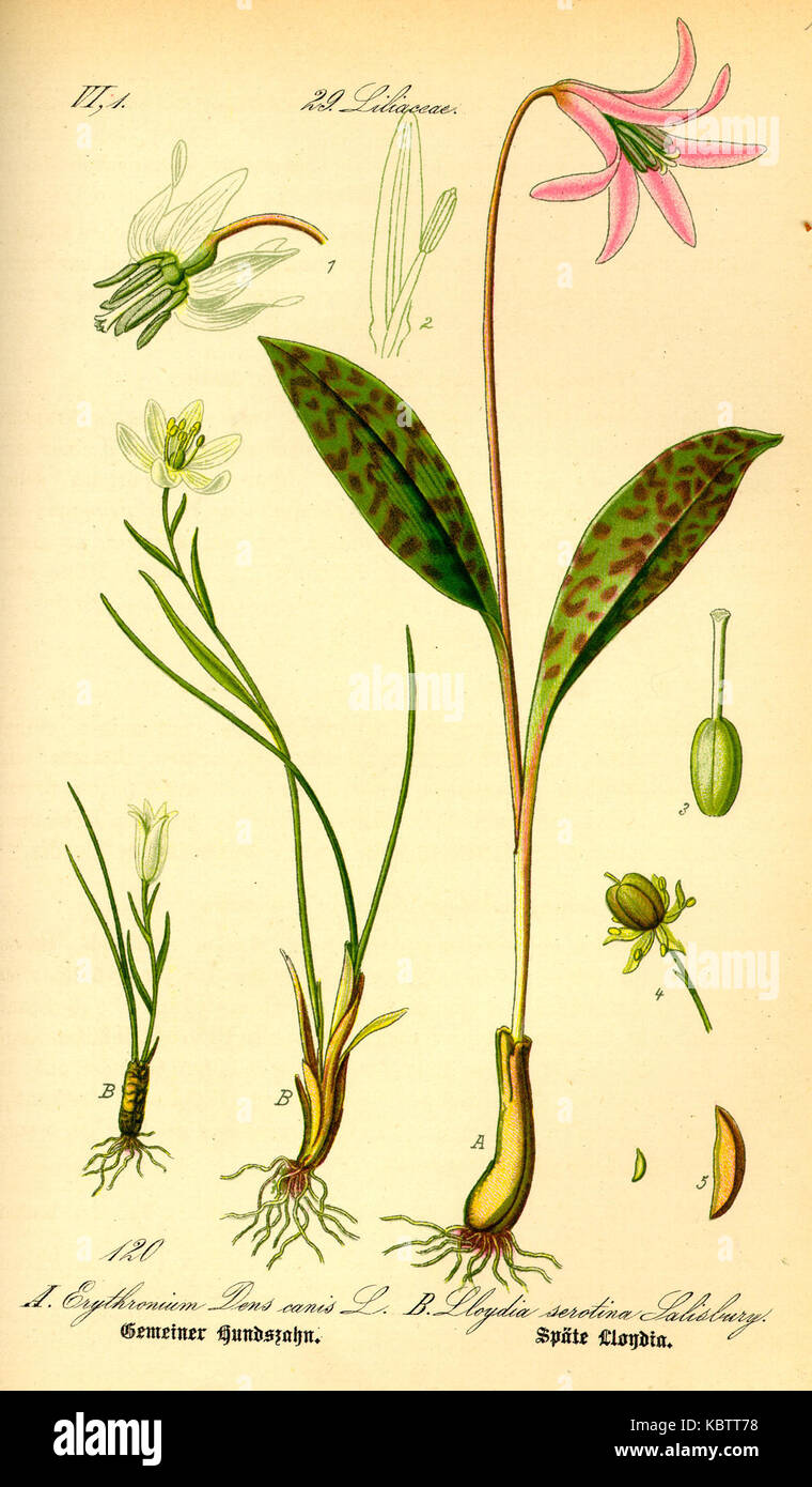 Lloydia hi-res stock photography and images - Alamy