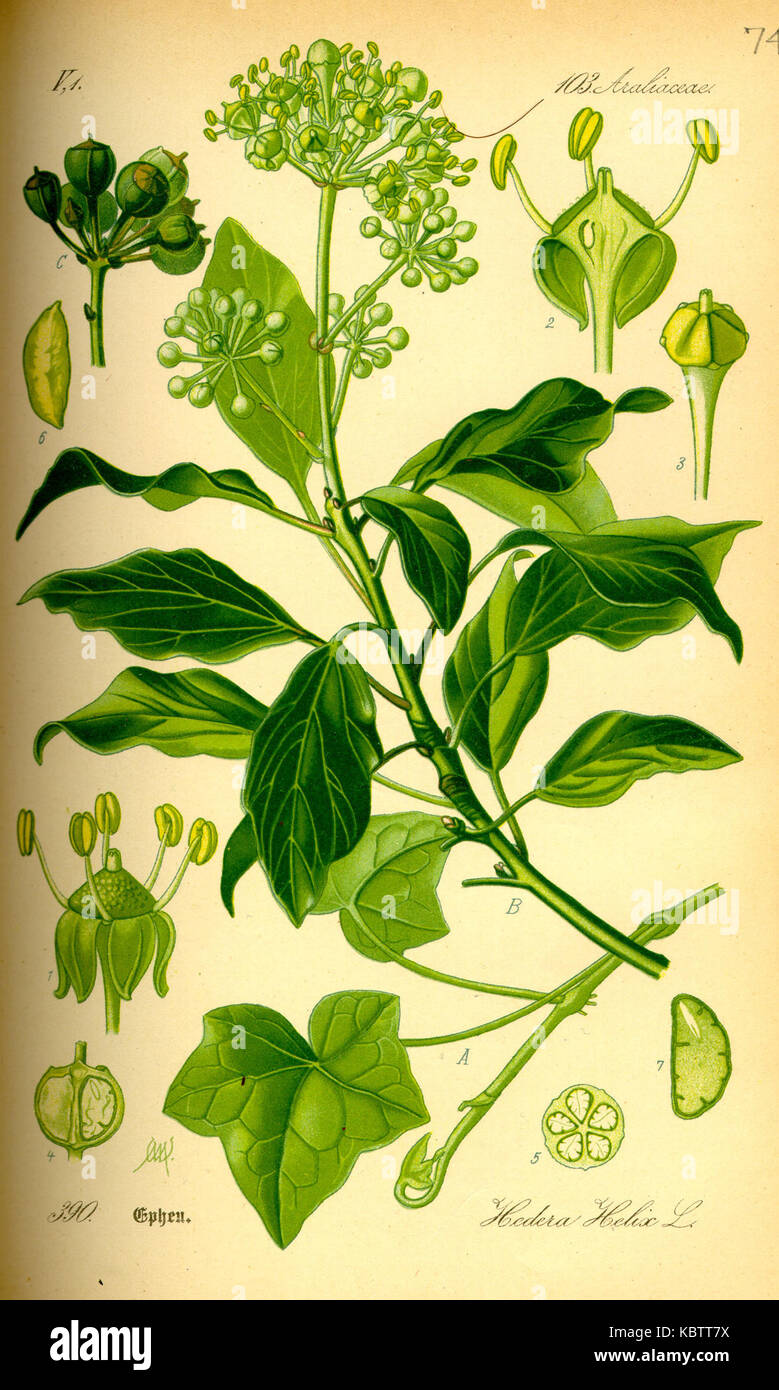 Illustration Hedera helix0 Stock Photo - Alamy