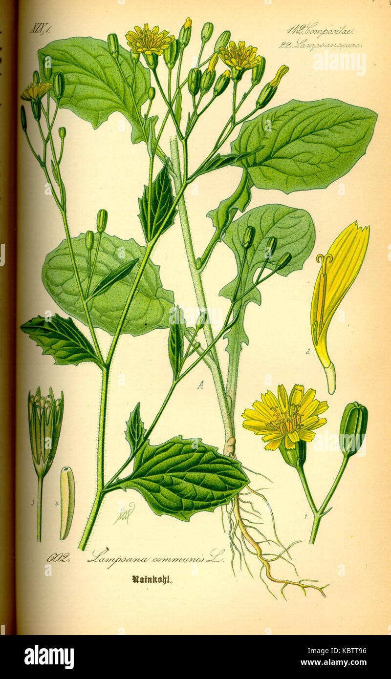 Communis lapsana hi-res stock photography and images - Alamy