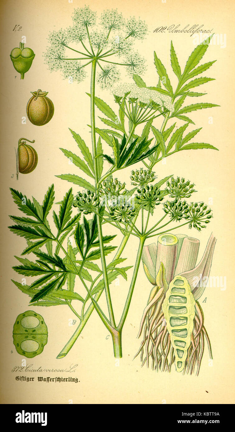 Cicuta species hi-res stock photography and images - Alamy