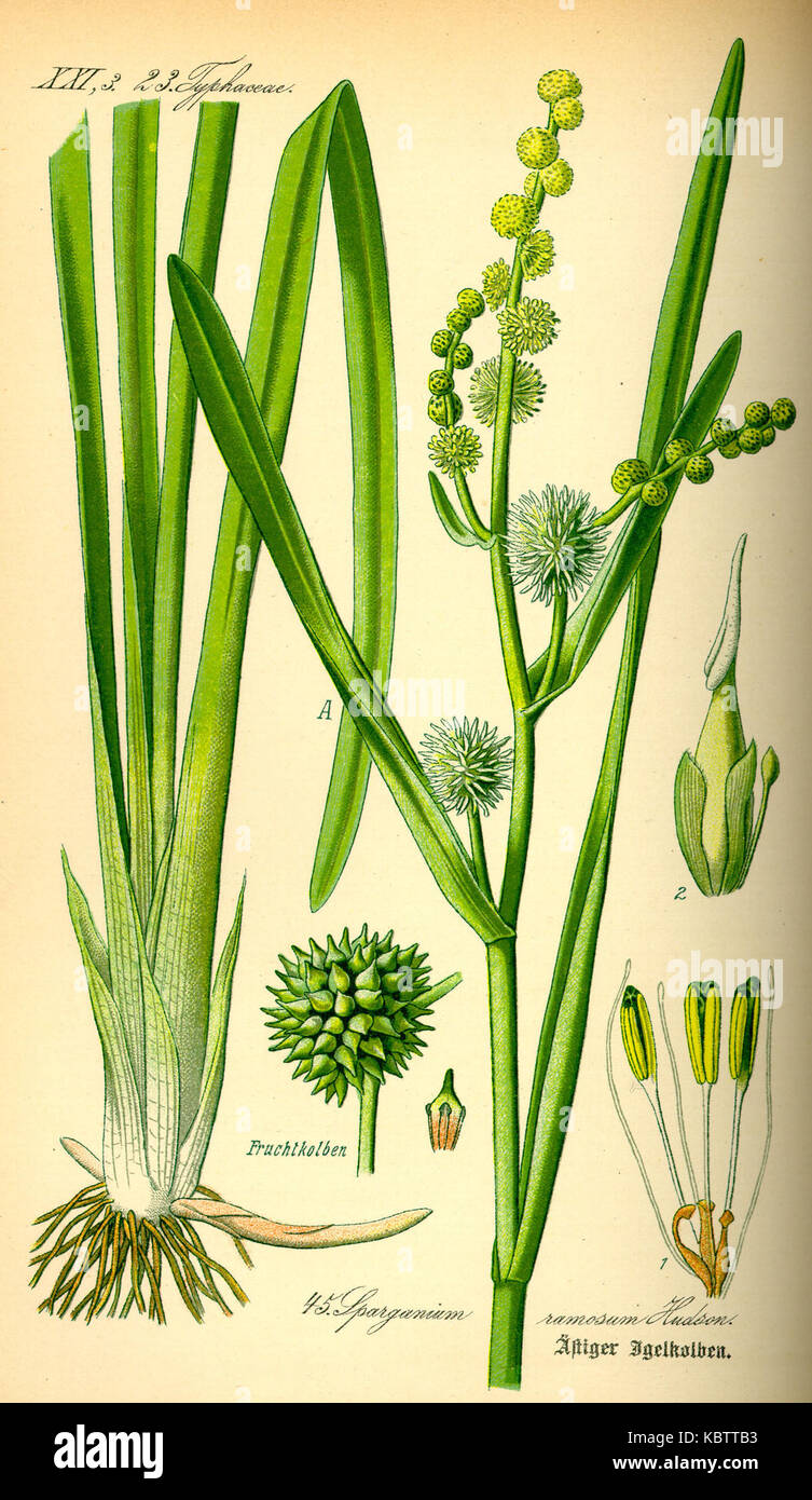 Illustration Sparganium erectum0 Stock Photo - Alamy