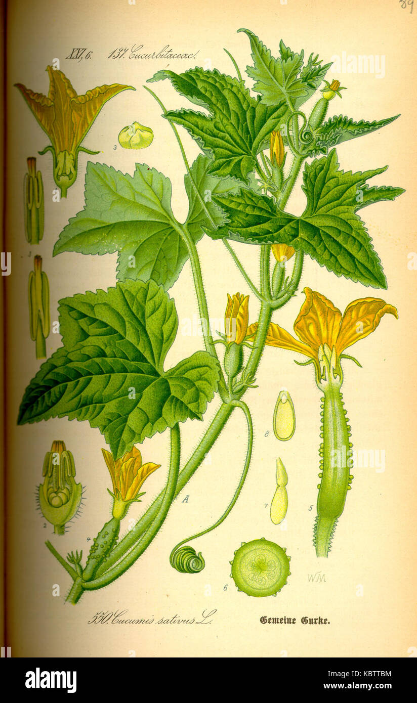 Botanical illustration of cucumber hi-res stock photography and images ...