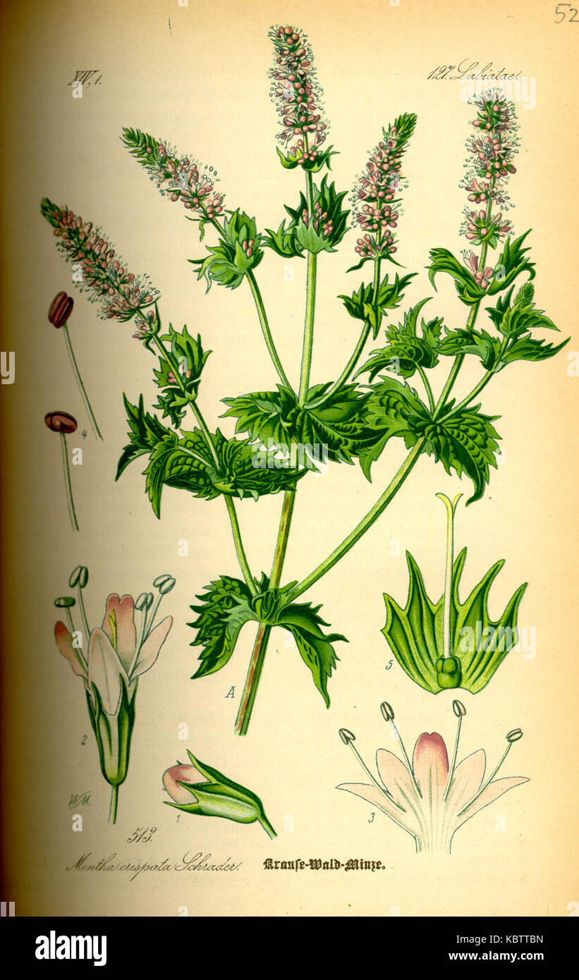 Illustration Mentha spicata0 Stock Photo - Alamy