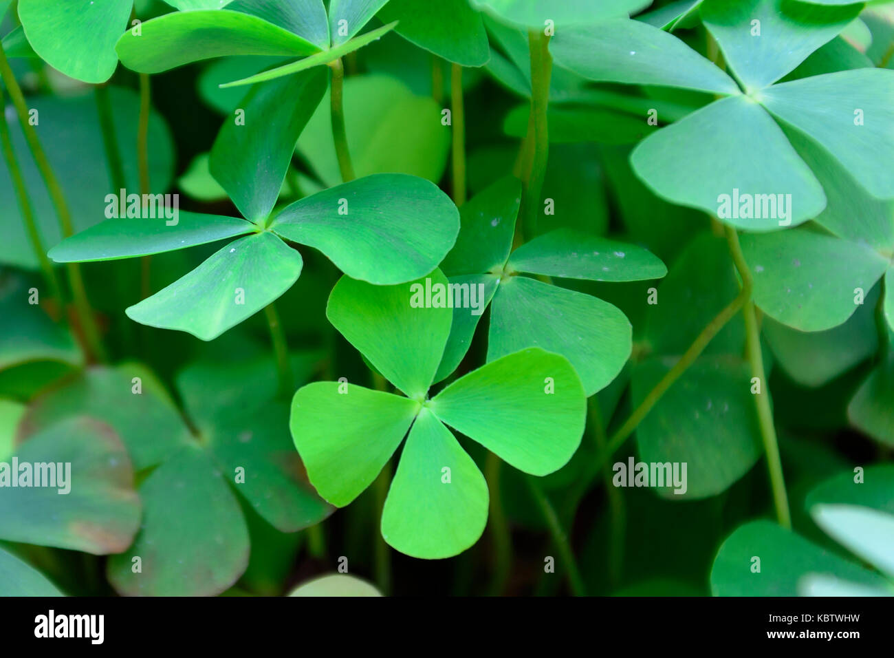 Trebol botanical hi-res stock photography and images - Alamy