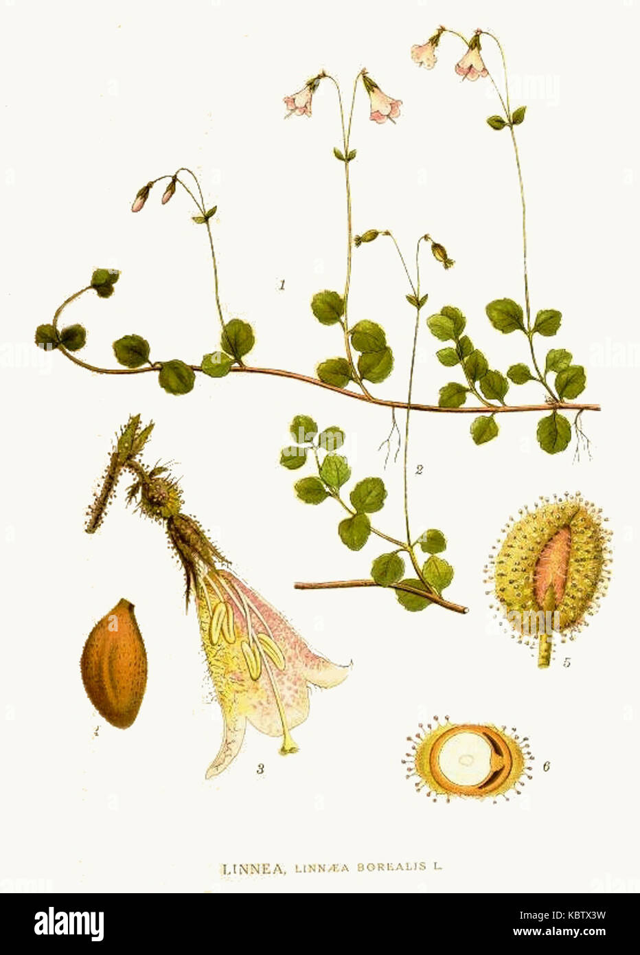 Linnaea borealis by Lindman Stock Photo - Alamy