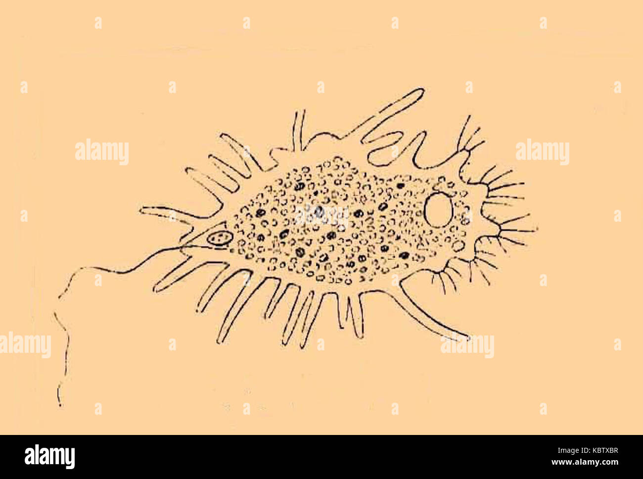 Amoeba species unicellular organisms hi-res stock photography and ...
