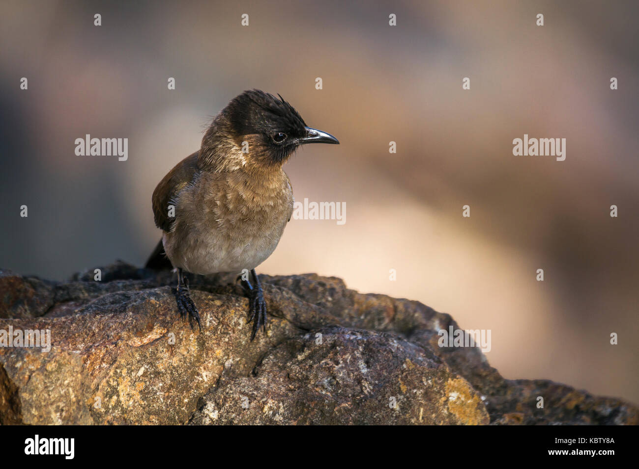 Dark-capped bulbul in Kruger national park, South Africa ;Specie ...